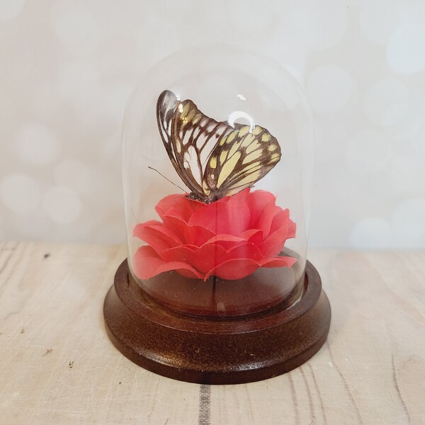 Butterfly Under Glass - Etsy