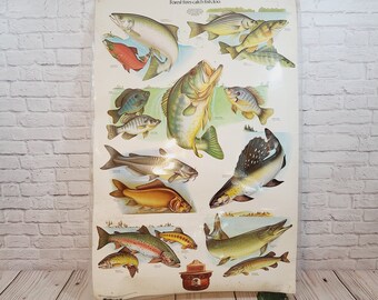 Vintage Fish Poster | Etsy