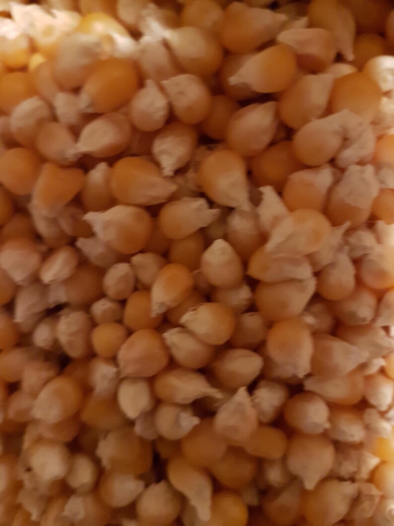 Popcorn Seeds - Etsy