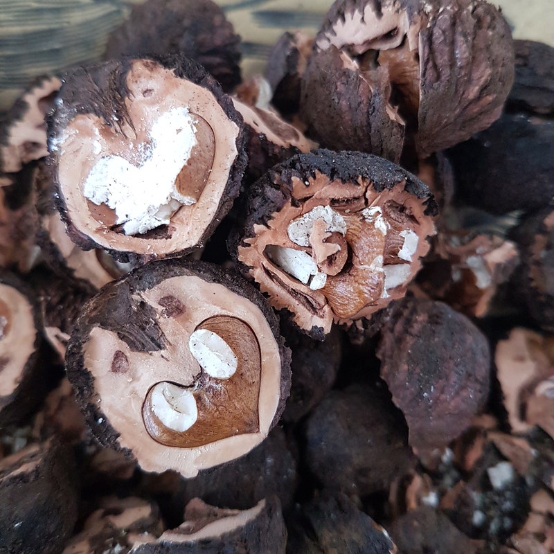 Black Walnut Shells - Etsy