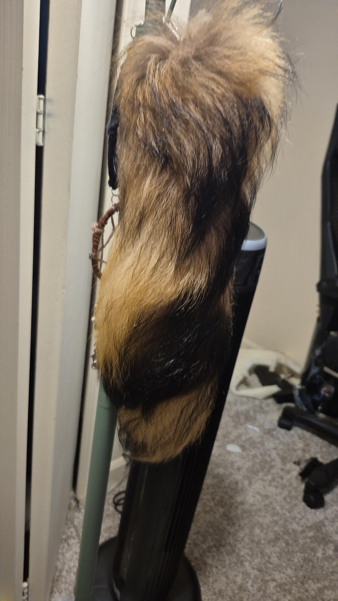 Taxidermy Finn Raccoon Tail - Etsy