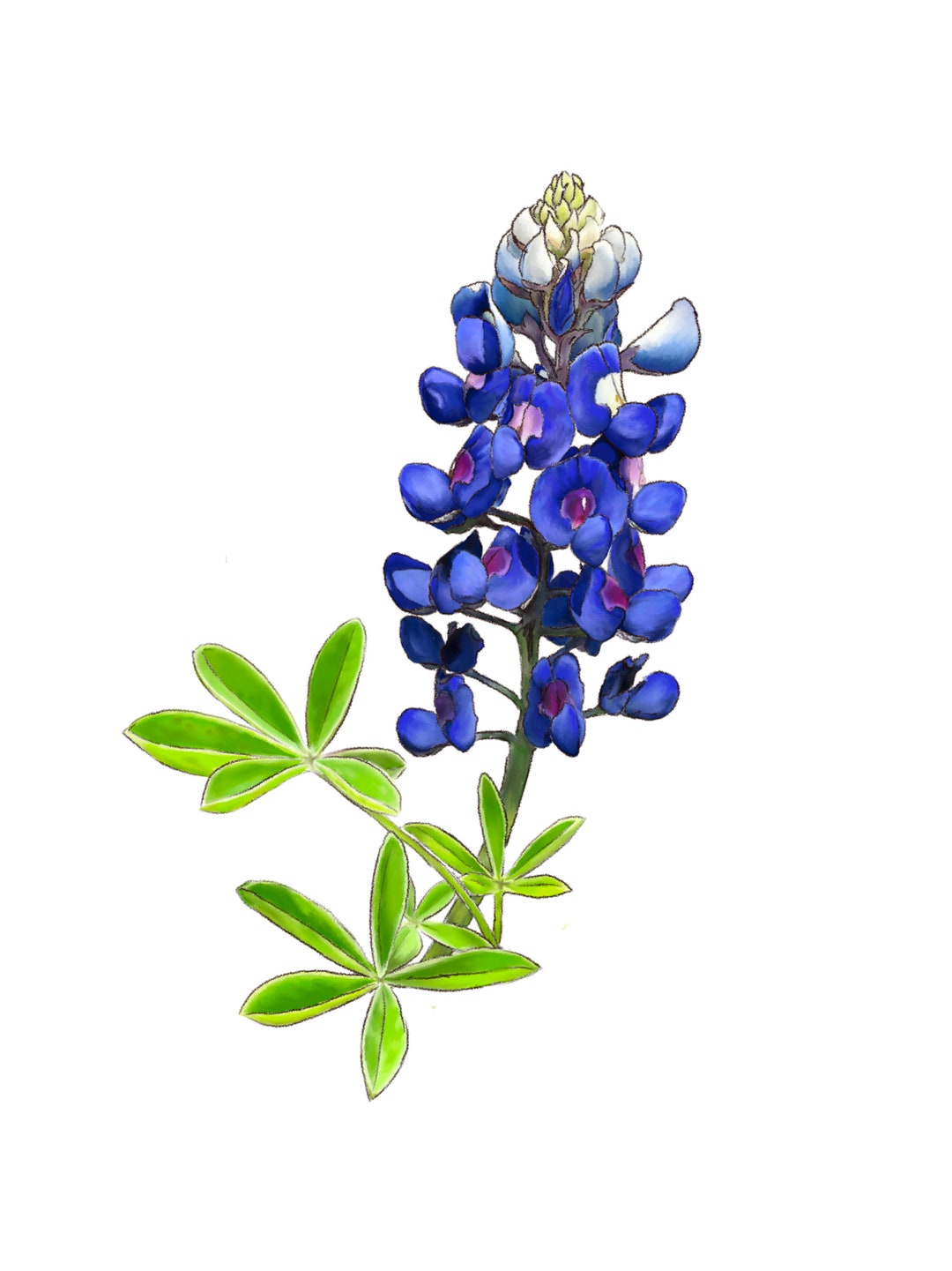 Texas State Flower, Bluebonnet Print, Wildflower Art, Texas Highways ...