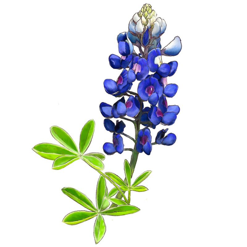 Bluebonnet Painting - Etsy