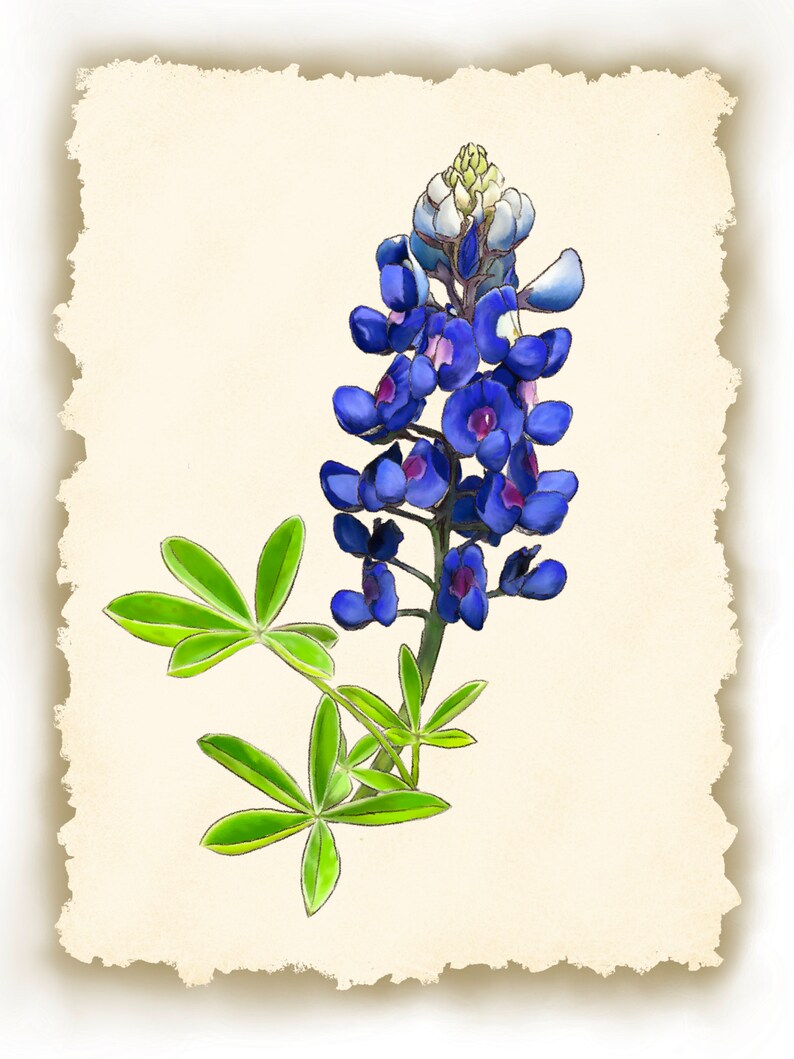 Texas State Flower Bluebonnet Print Wildflower Art Texas - Etsy