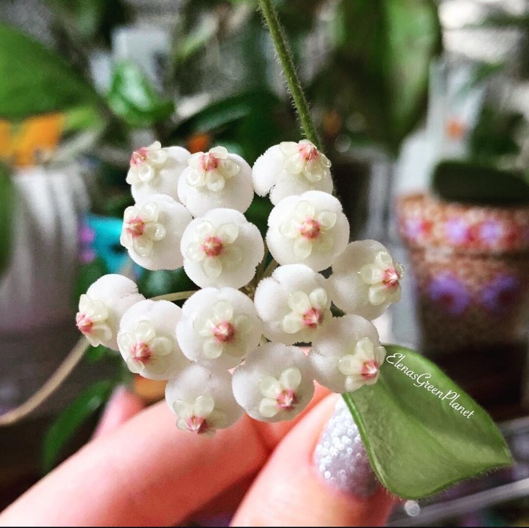 Hoya Rotundiflora. Very Unique Shaped Foliage on This Hoya. - Etsy
