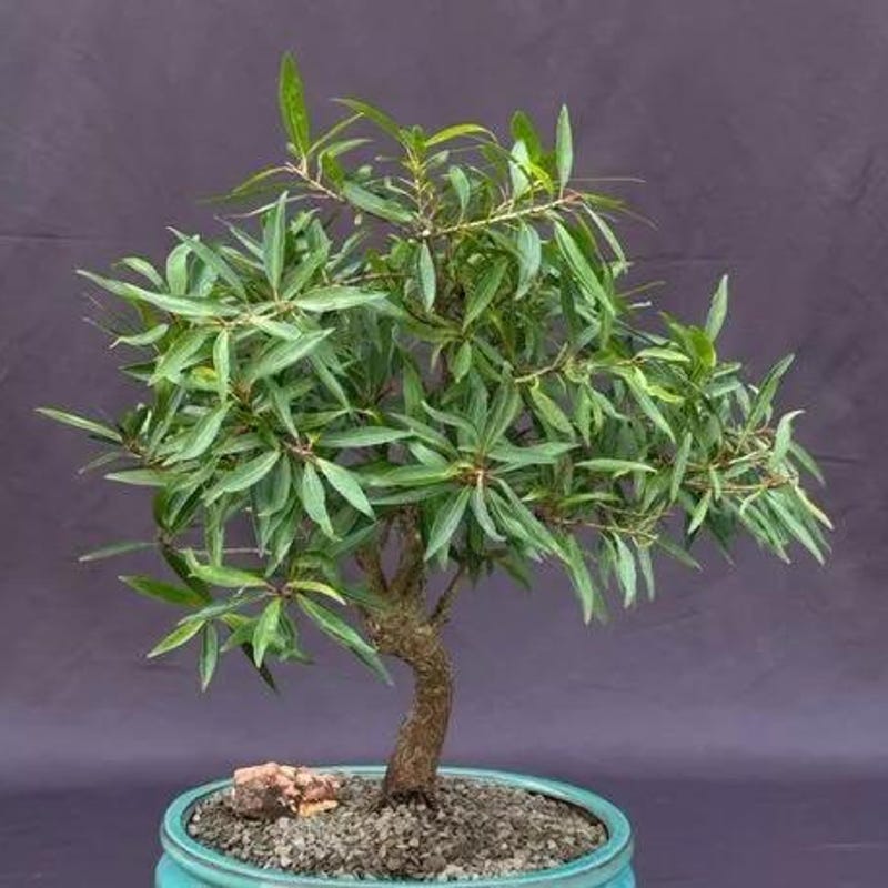 Willow Bonsai Tree - Etsy