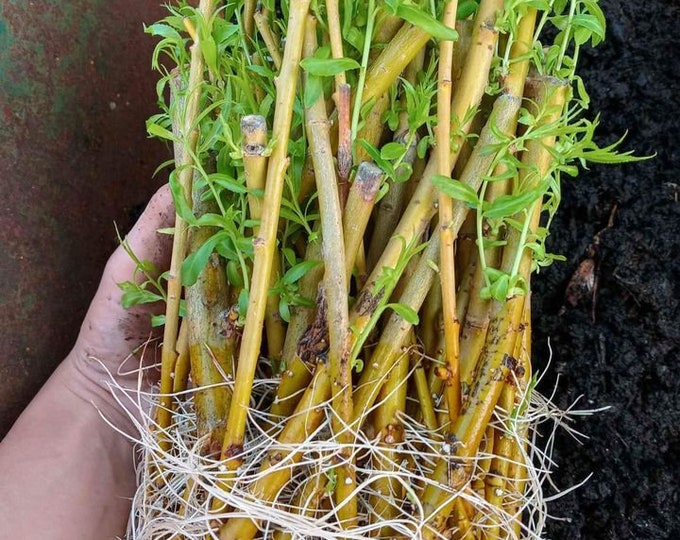 Weeping Willow Cuttings For Sale