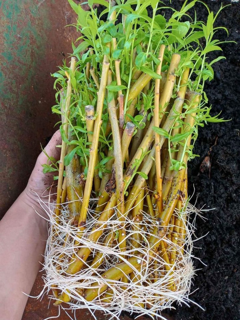 10 Well Rooted WEEPING Willow Cuttings - Etsy