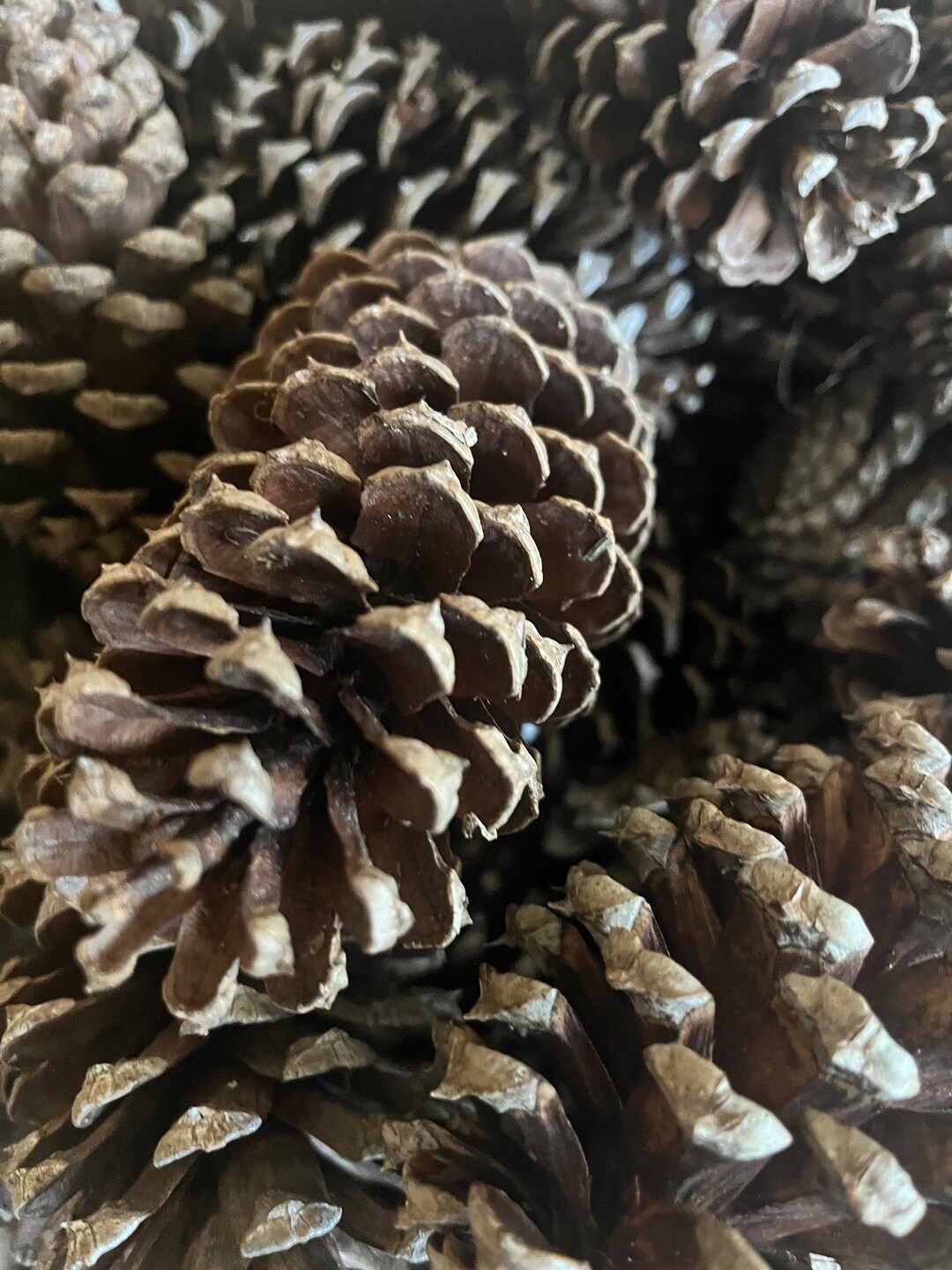 12 Loblolly Pine Cones - Male/ Pesticide-free Pinecones/ Crafting ...