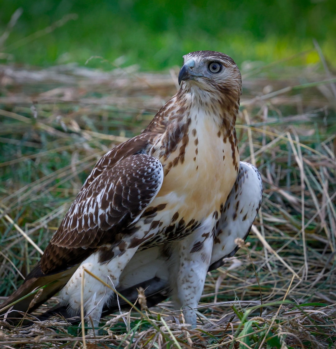 Red-tailed Hawk - Etsy