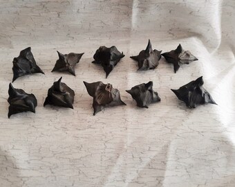Water Caltrop Chestnut Bat Nut Devil Pod Seed Pods magic - Etsy
