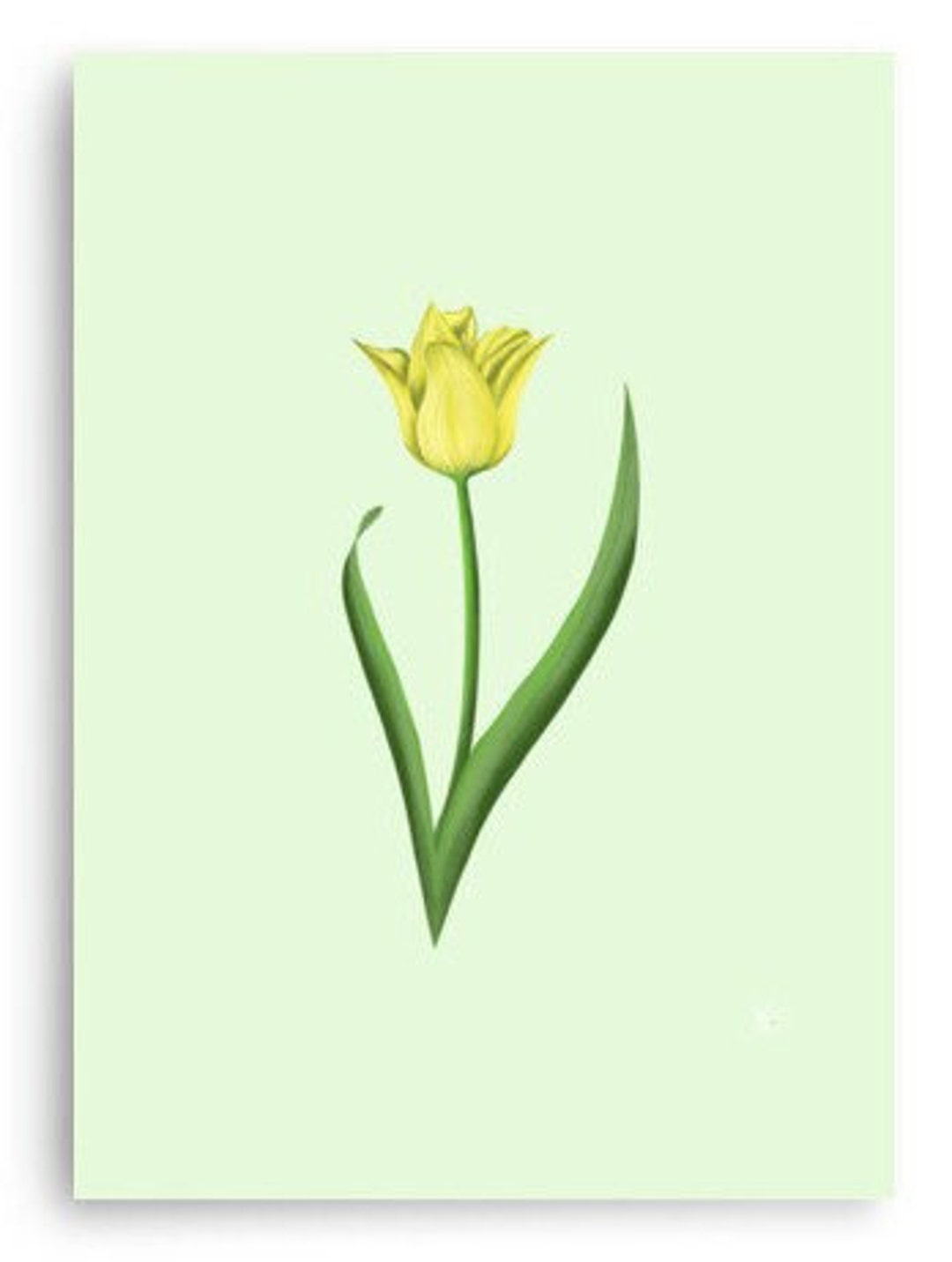 Open Pointed Tip Yellow Lilly Poster - Etsy