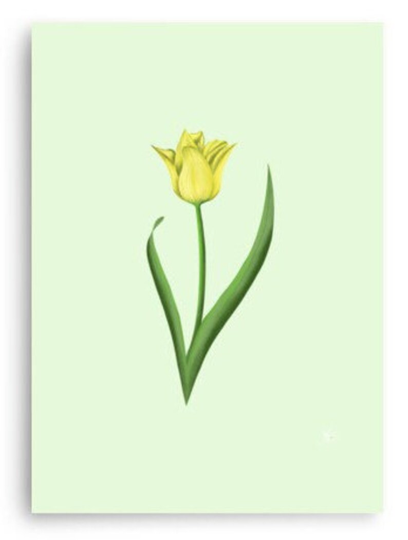 Open Pointed Tip Yellow Lilly Poster - Etsy