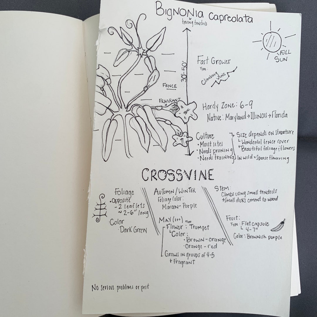 Crossvine // Plant Notes // Biotanical Drawing - Etsy