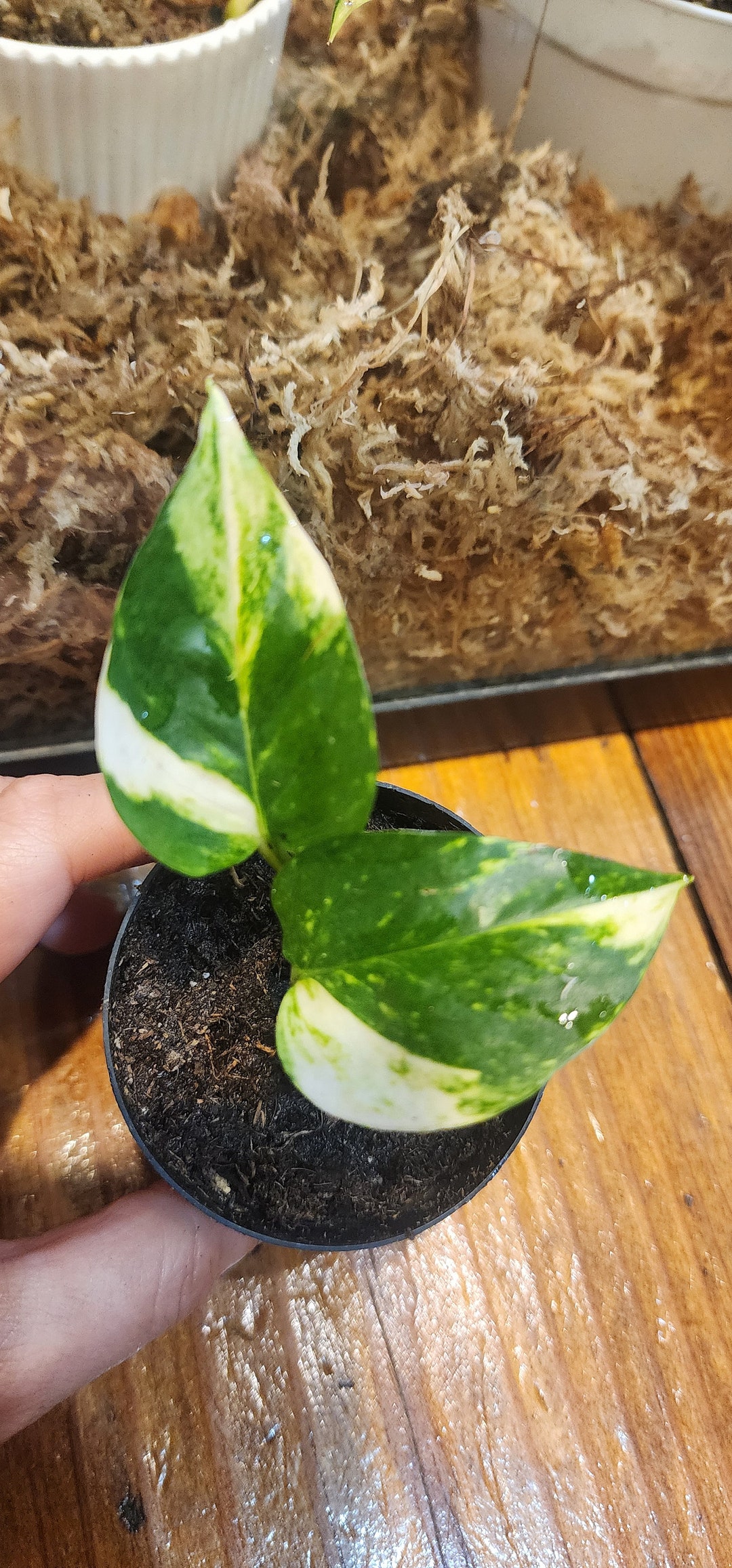 Teruno Pothos Valencia Starter Plant - Etsy