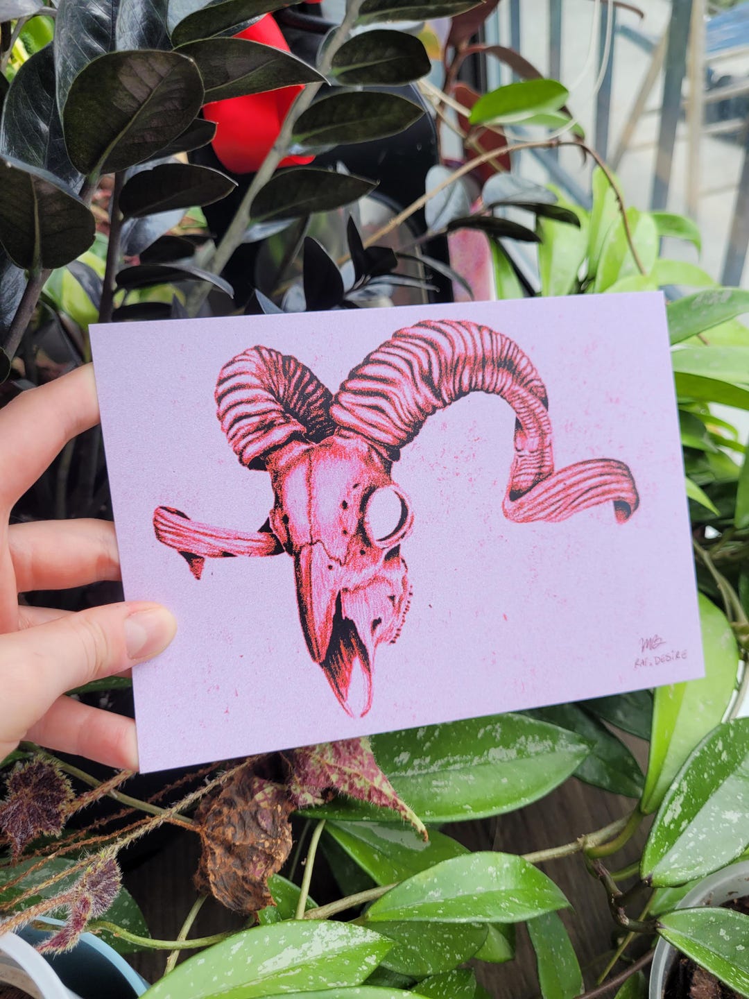 Pink Ram Skull Art Print - Etsy