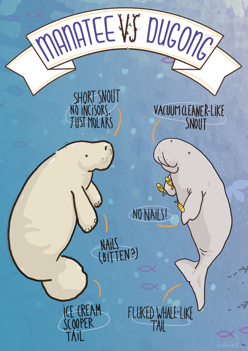 Manatee Dugong Illustration: Educational A4 Poster Digital Download - Etsy