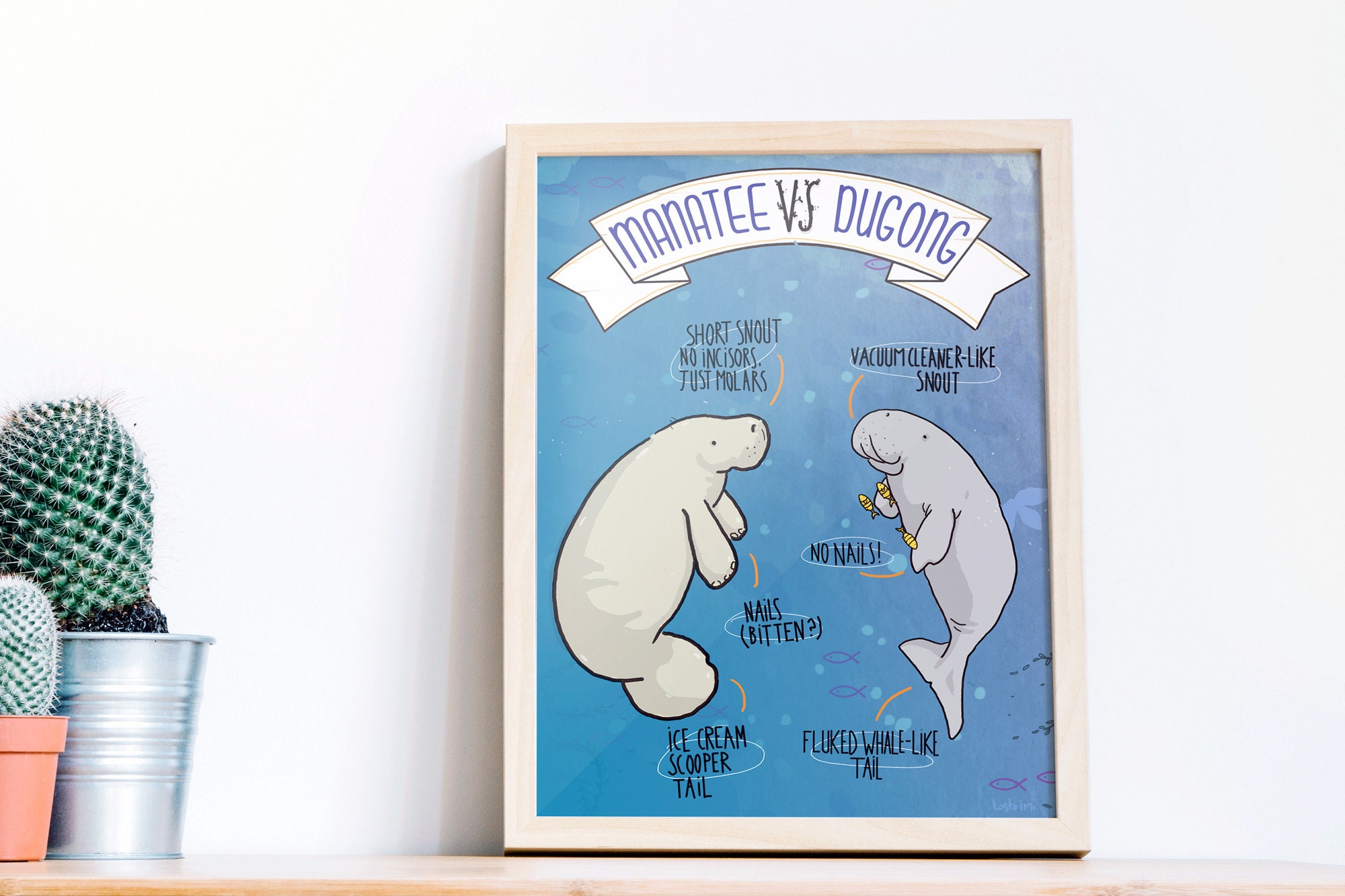 Manatee Dugong Illustration: Educational A4 Poster Digital Download - Etsy