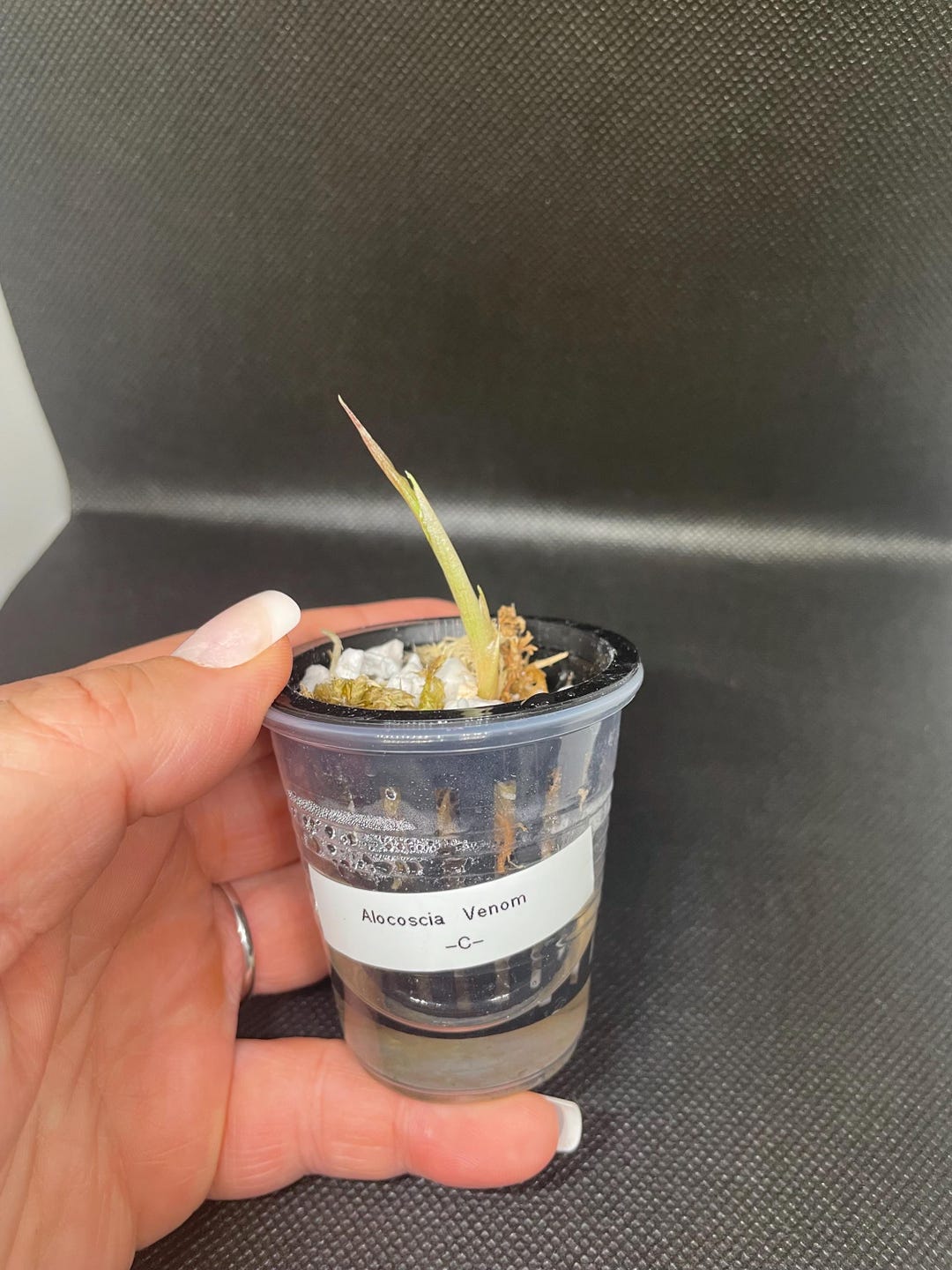 Alocosia Venom Corm C rooted and Sprouting - Etsy