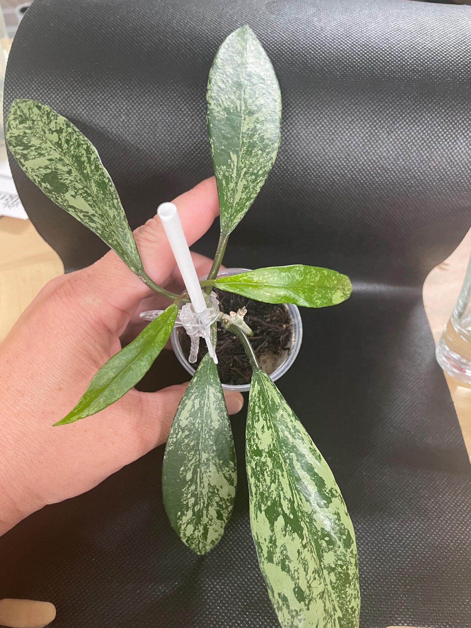 Hoya Pubicalyx Super Splash - Etsy