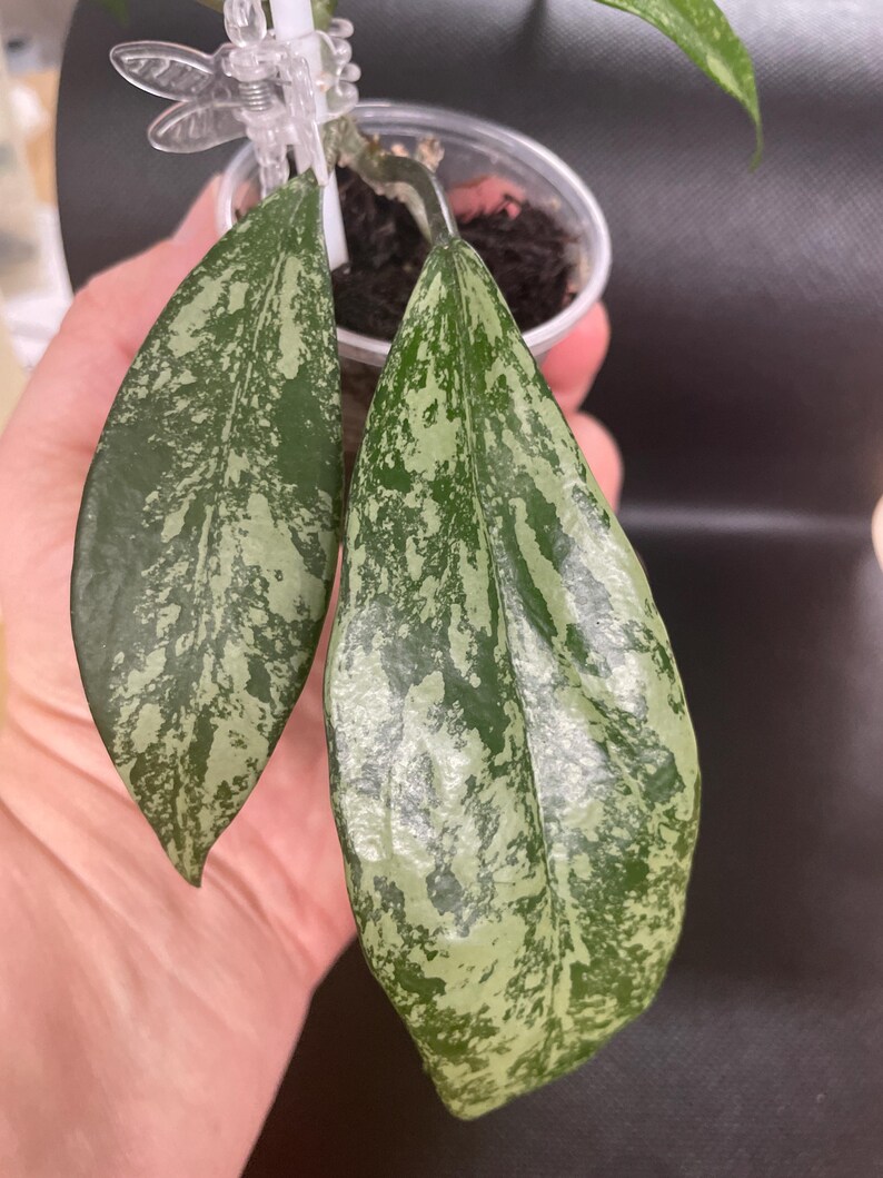 Hoya Pubicalyx Super Splash - Etsy