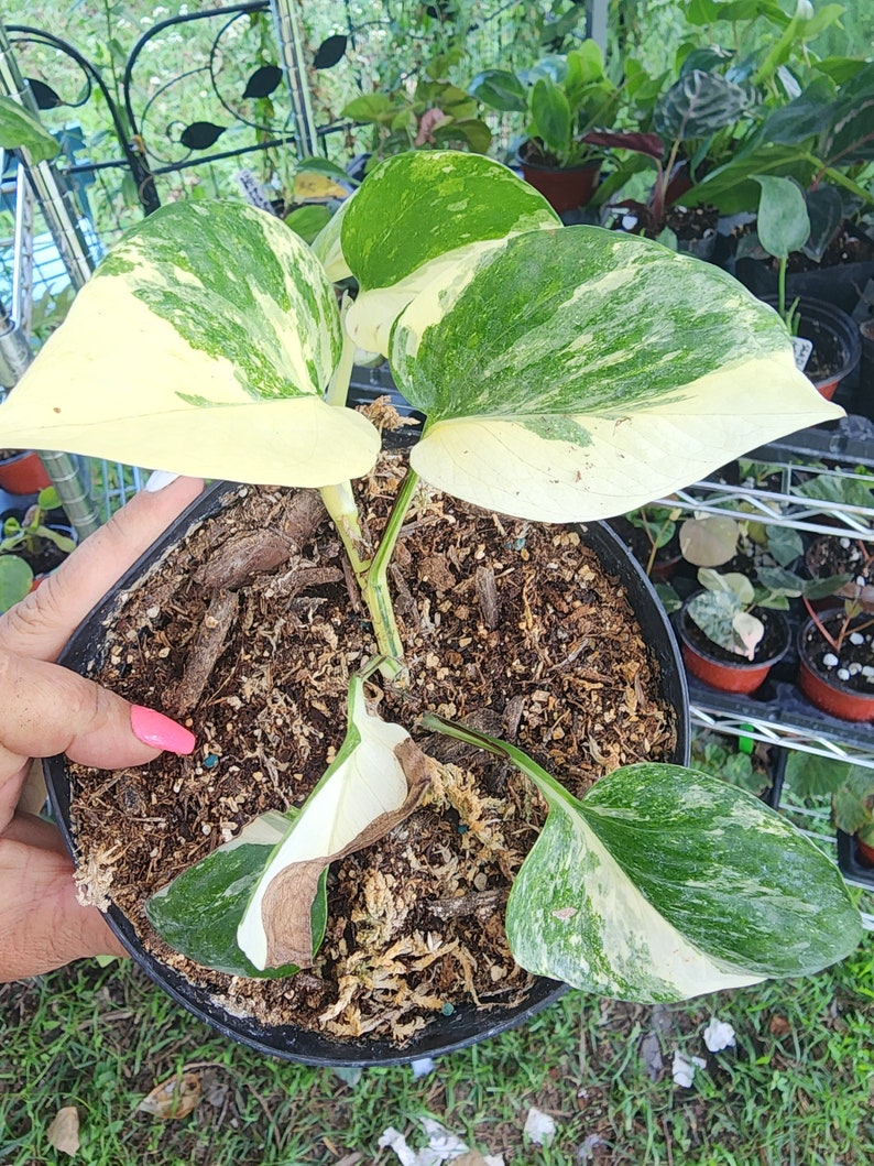 Colorado Constellation Pothos - Etsy