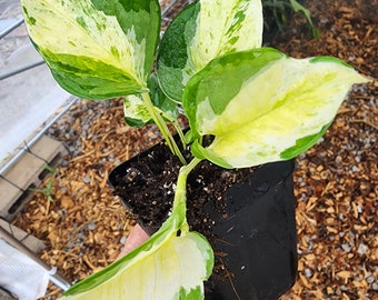 Epipremnum Aureum japanese Global Pothos Fully Rooted Extremely Rare ...