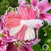 Crochet Beta Fish - Etsy