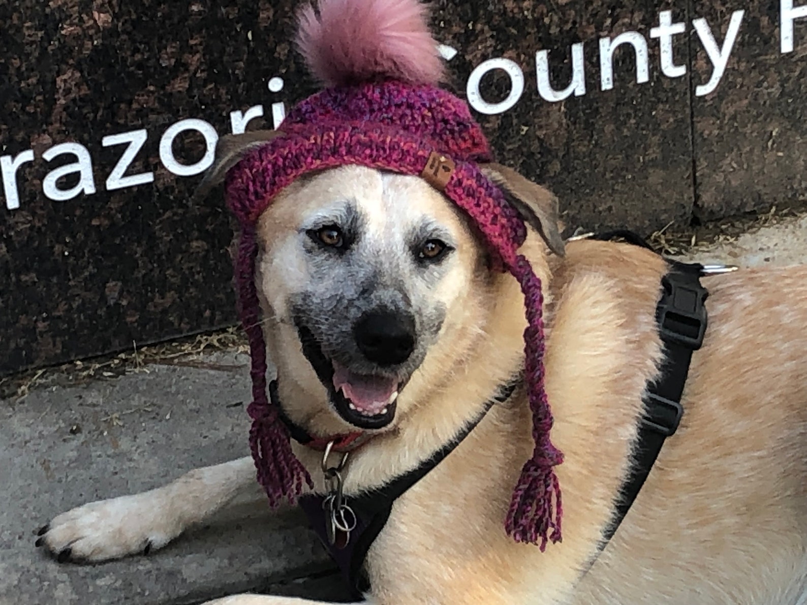 CUSTOM Dog Beanie, Dog Hat, Dog Accessories, Pet Beanie, Pick Your ...