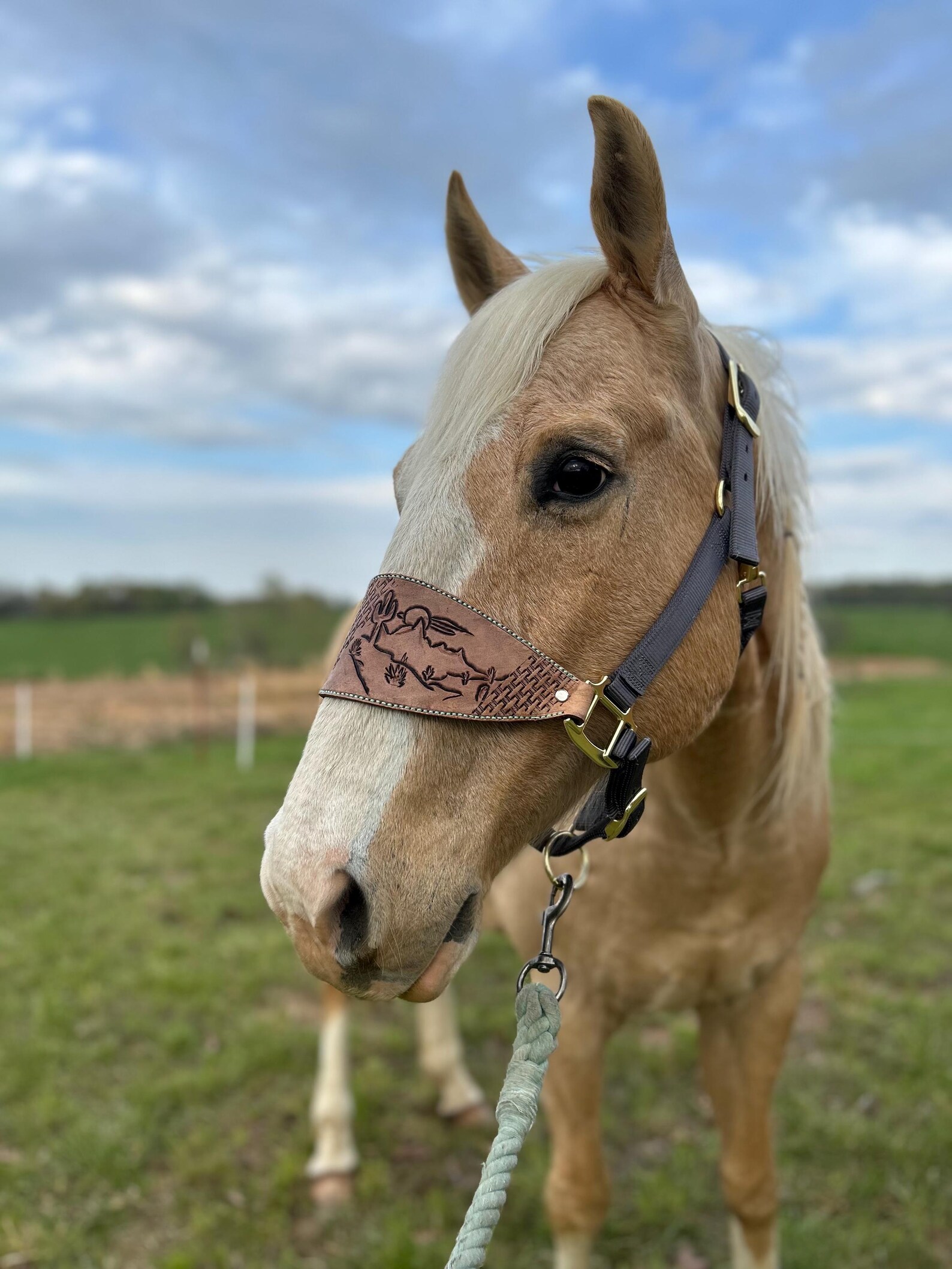 Custom Tooled Bronc Halters - Etsy
