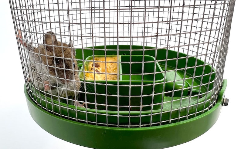 Mouse Trap, Rodent Trap, Handmade Trap, Pest Control, Eco Friendly Trap ...