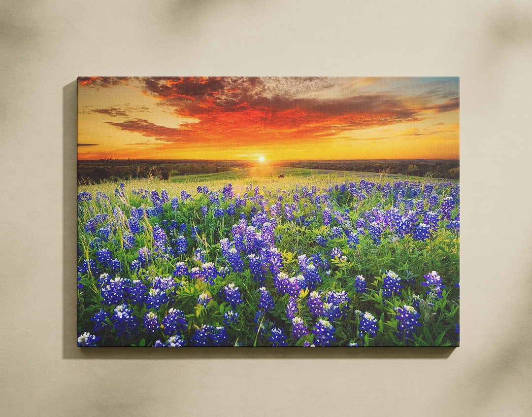 Bluebonnet Canvas, Field of Flowers Wall Decor, Bluebonnet Texas Wall ...