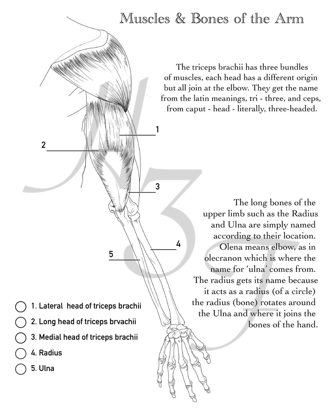 Anatomy of the Arm Coloring Page | Digital Download | Human Muscles ...