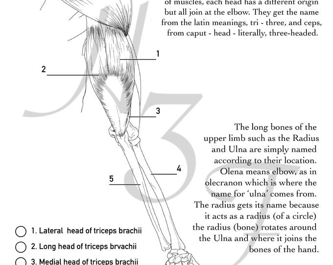 Anatomy of the Arm Coloring Page | Digital Download | Human Muscles ...