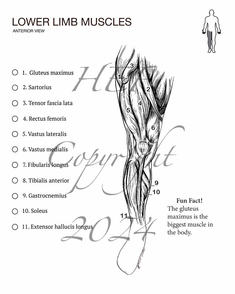 Anatomy of the Leg Coloring Page Digital Download Human Muscles, Lower ...