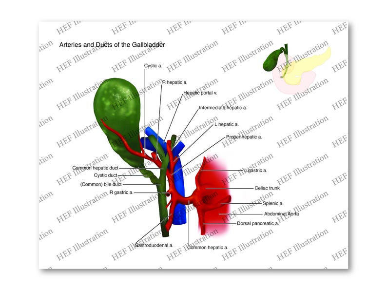 Arteries and Ducts of the Gallbladder Illustration Educational Tool ...