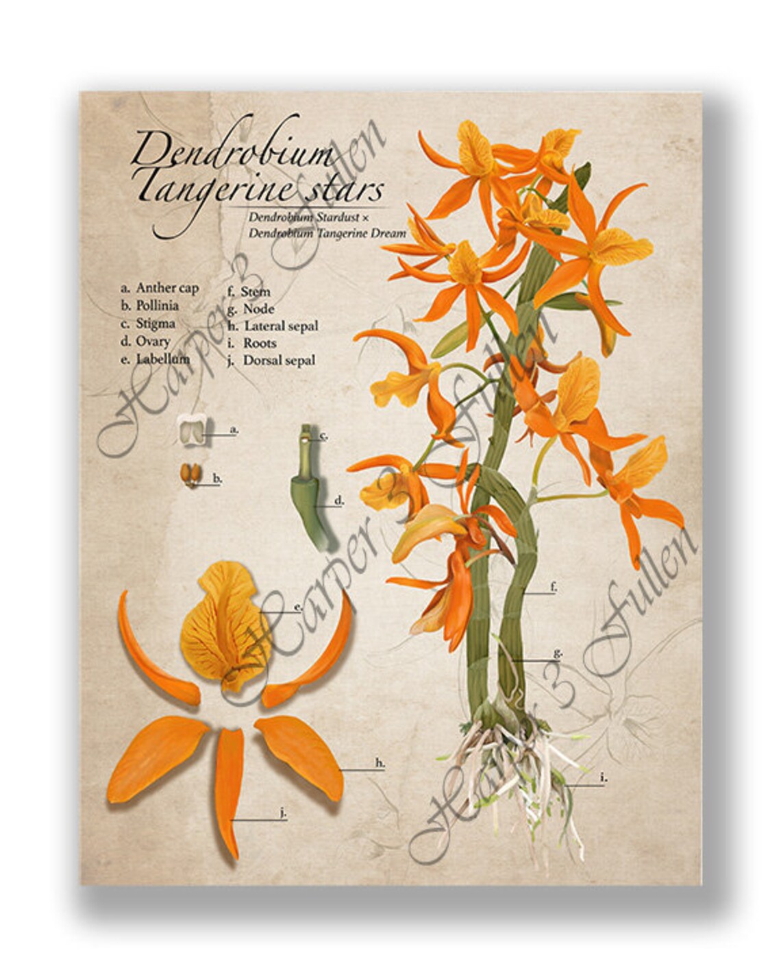 Botanical Orchid Labeled Diagram Print Artwork Nature and Science Home ...