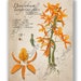 Botanical Orchid Labeled Diagram Print Artwork Nature and Science Home ...