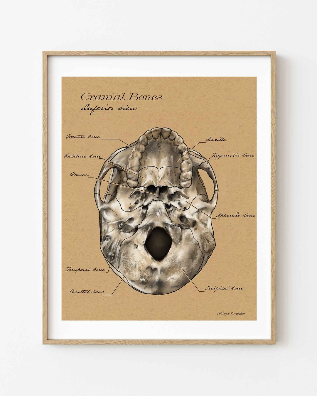 Scientific Anatomical Skull Drawing Print With Labels for Home Decor ...
