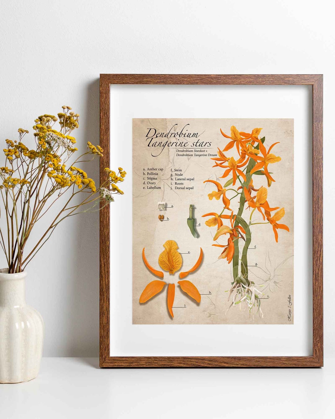 Botanical Orchid Labeled Diagram Print Artwork Nature and Science Home ...