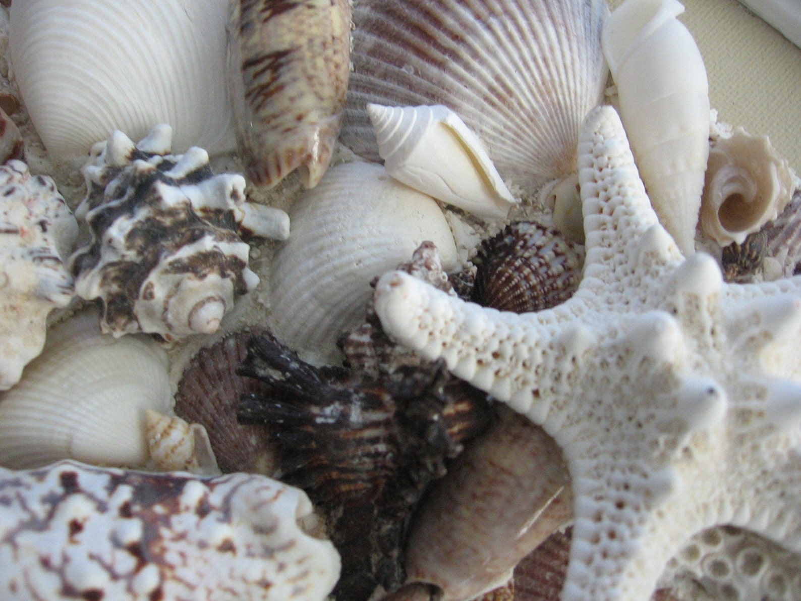 RESERVED FOR NATALIE Original Seashell Collage Tan Canvas | Etsy