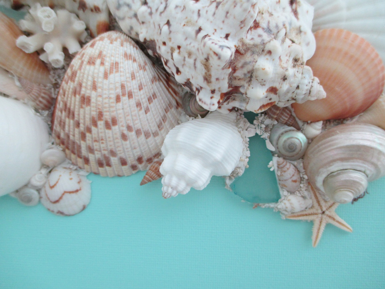 Framed Seashell Collage White and Tan on Aqua - Etsy