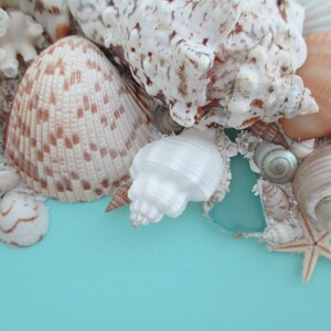 Framed Seashell Collage - White and Tan on Aqua - Etsy