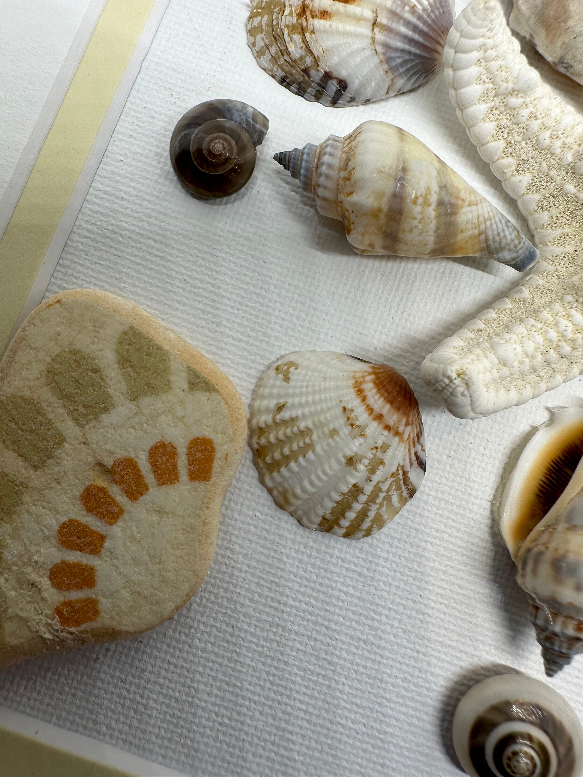 Denise Ward Creates - Sea/ocean Shadow Boxes, Real Sea Glass, Genuine ...