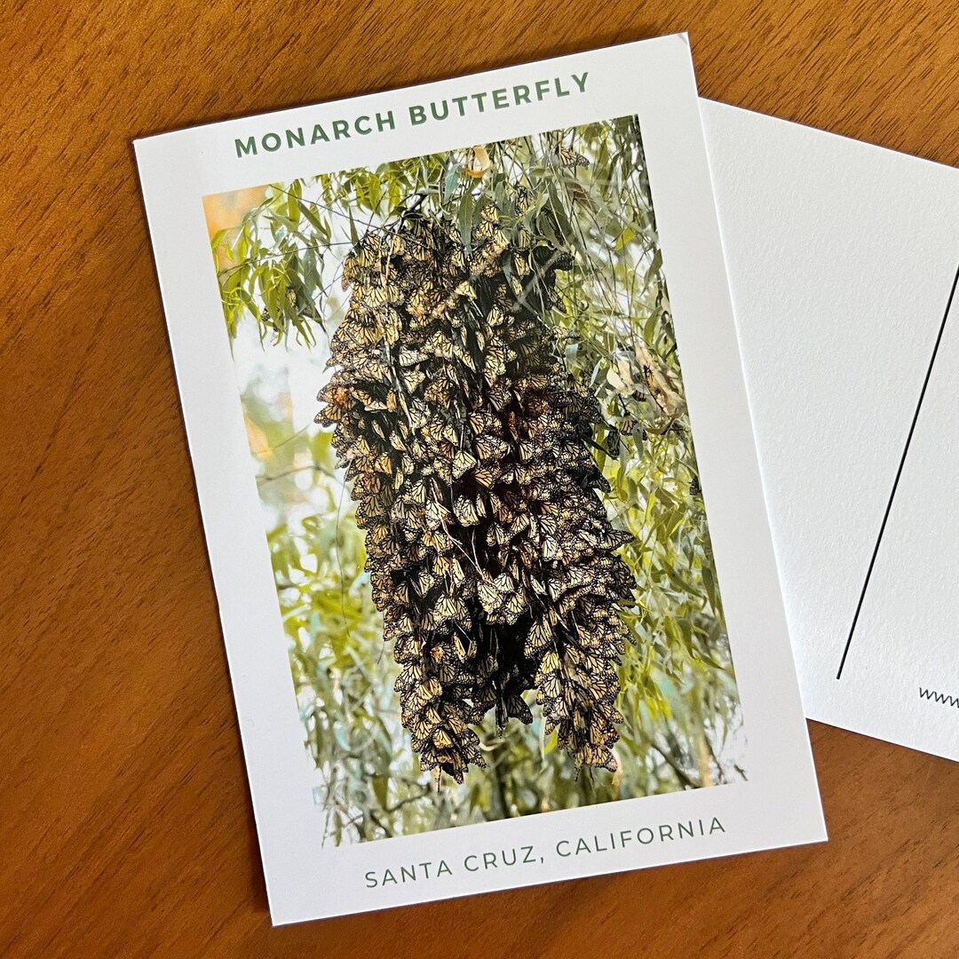 Monarch Butterfly Postcards – Set of 3 | Santa Cruz Grove | Nature ...