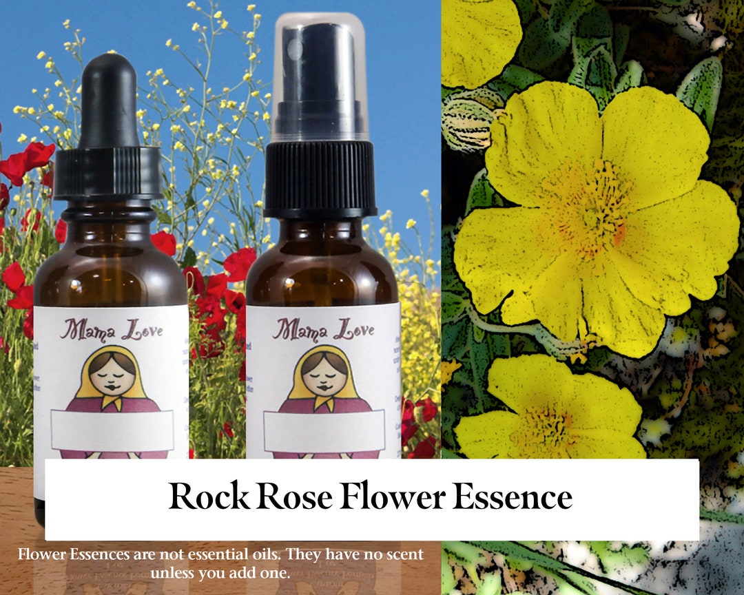 Rock Rose Flower Essence: Calm & Courage When Panicking or in Fear ...