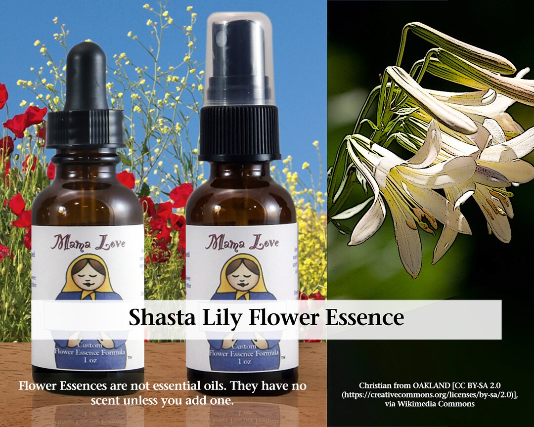 Shasta Lily Flower Essence: Full Expression of Your Female Self ...