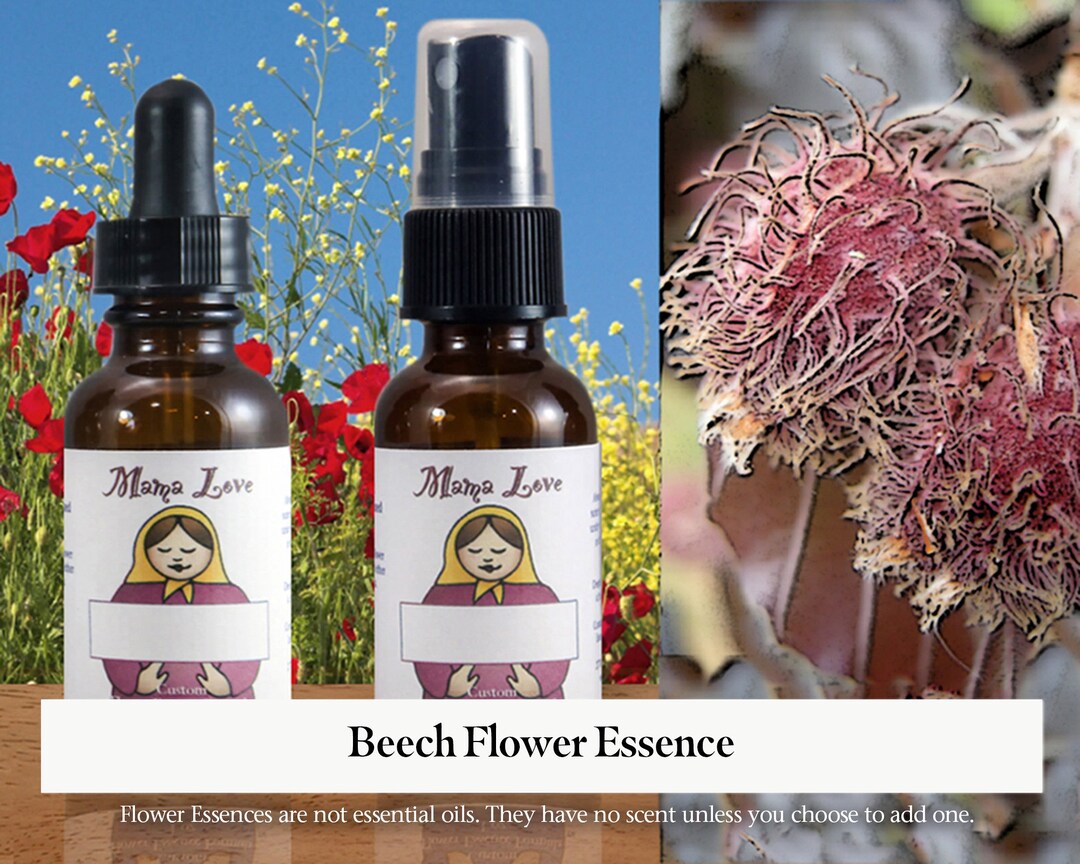 Beech Flower Essence: Releasing Intolerance, Finding Acceptance of ...