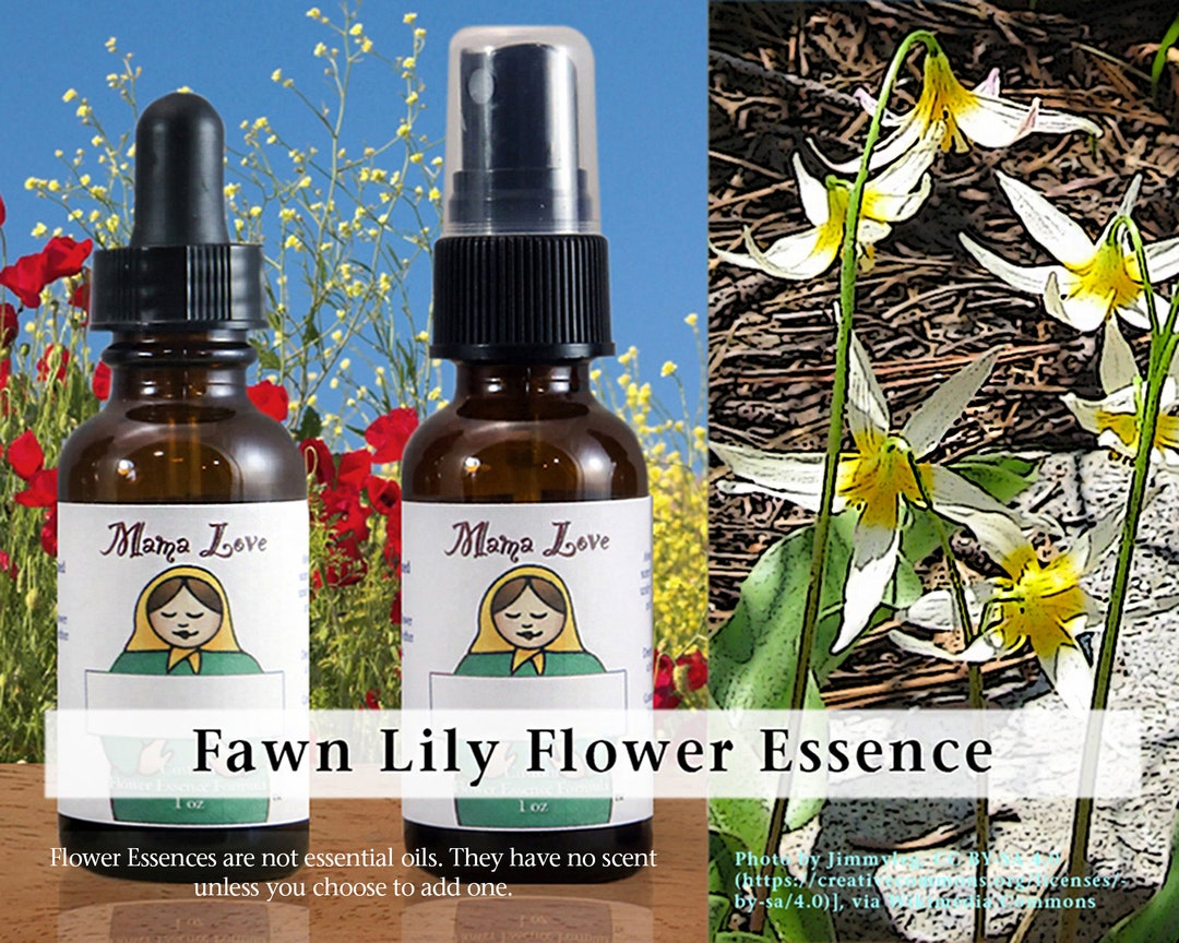 Fawn Lily Flower Essence: Introvert Support, Addressing Oversensitivity ...