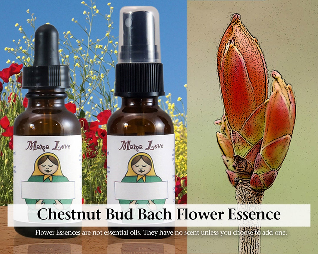 Chestnut Bud Flower Essence, Organic Dropper or Unscented Spray Aura ...